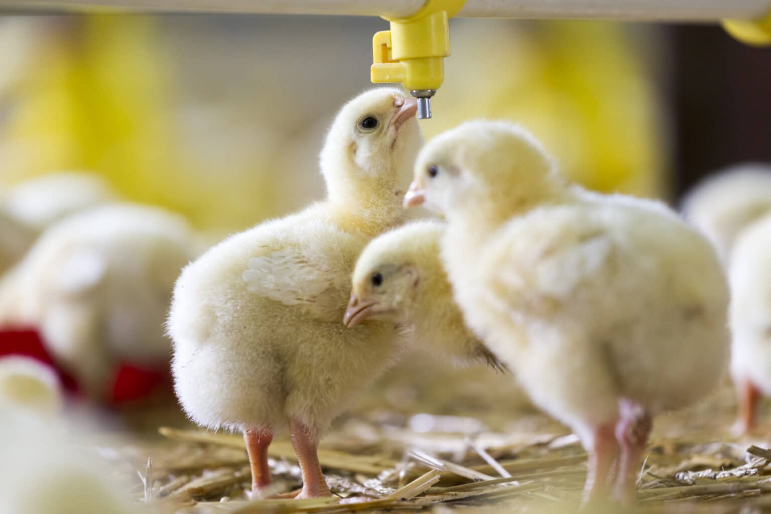 Broiler - Schippers USA