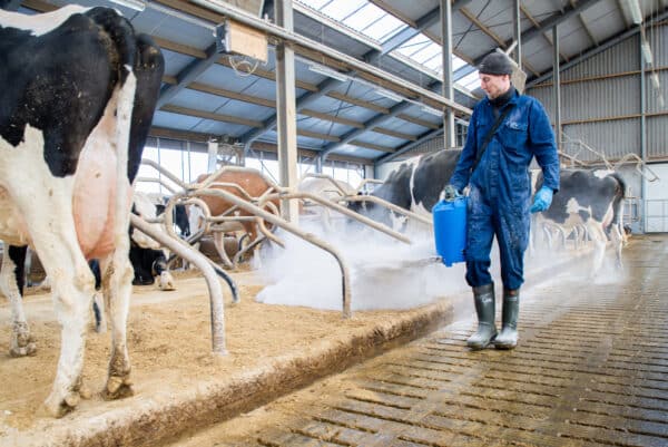 Dairy cows - Schippers USA