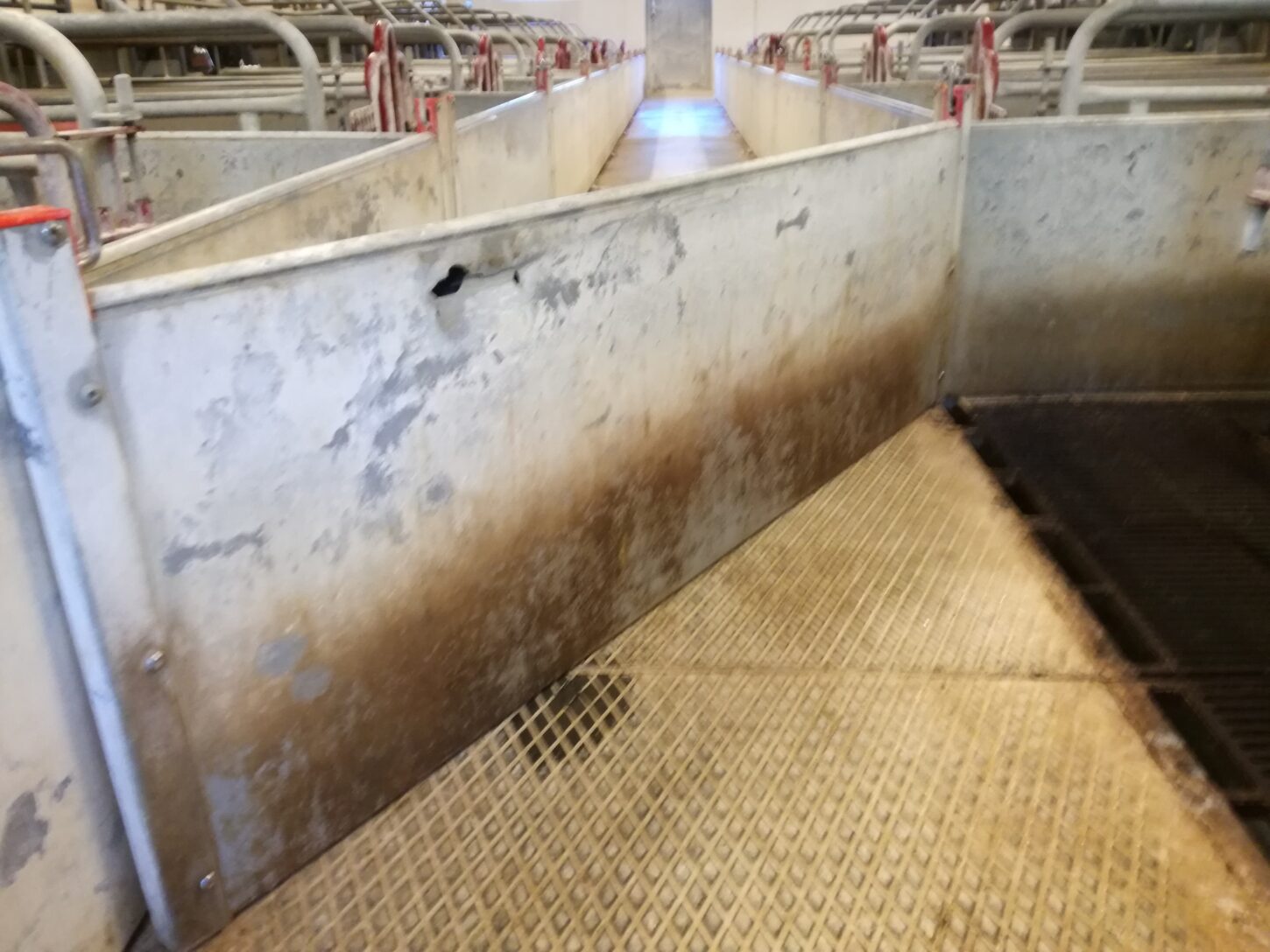 Cleaning & disinfection - Swine - Schippers USA